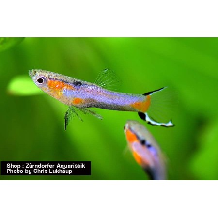 Guppy Endler Blue Star Mixed (m/f) DNZ